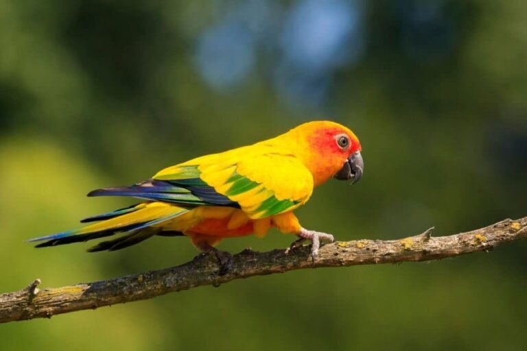 Os 50 pássaros mais bonitos do Brasil » Turismo de Natureza