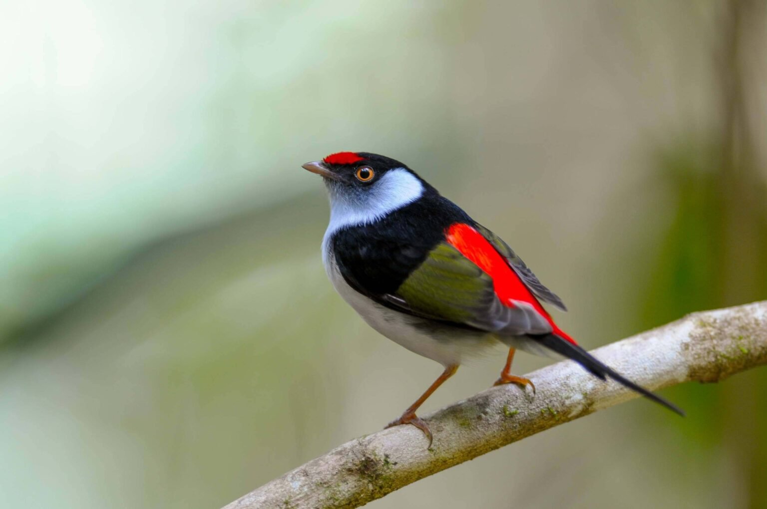 Os 50 pássaros mais bonitos do Brasil » Turismo de Natureza