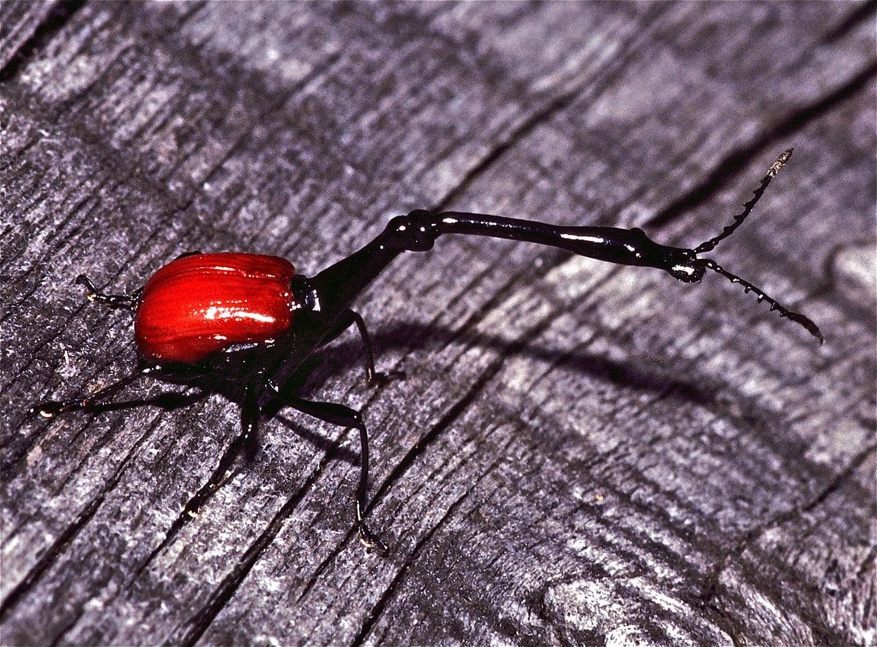 Os insetos mais raros do mundo e onde encontrá-los » Turismo de Natureza