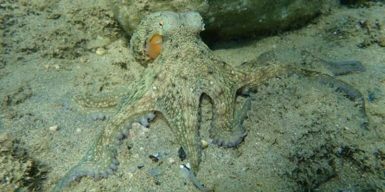 Inteligência dos Polvos: Mestres da Camuflagem Marinha » Turismo de Natureza