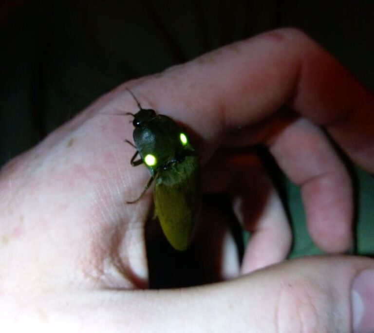 Fenômenos de Bioluminescência: Os Seres Vivos que Brilham no Escuro ...